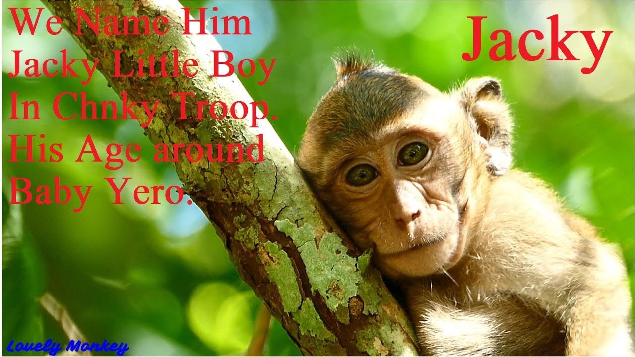 We Name Him Baby Jacky Belong To Chinky Troop( Forest Monkey). Smart ...