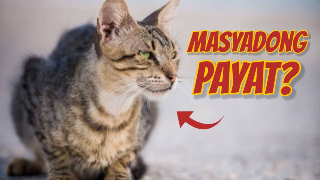 BAKIT GANITO KAPAYAT ANG PUSA KO? TAMA BA ANG PINAPAKAIN MO SA KANYA ...