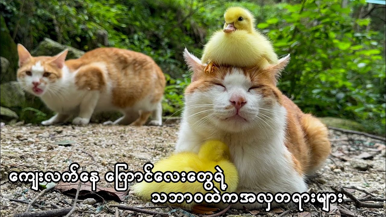 Cat and other Animals (ASMR) - YouTube