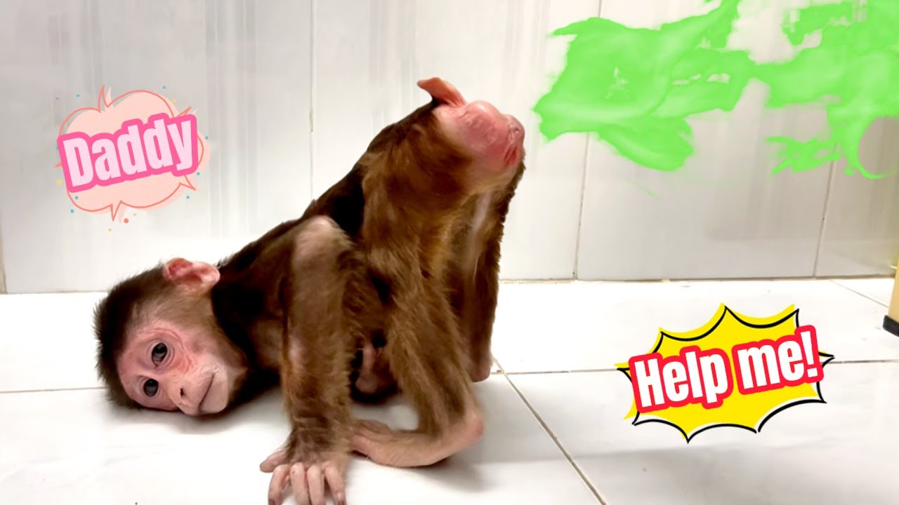 Baby Monkey SuSu Pretends To POOP To Get Dad's ATTENTION - YouTube