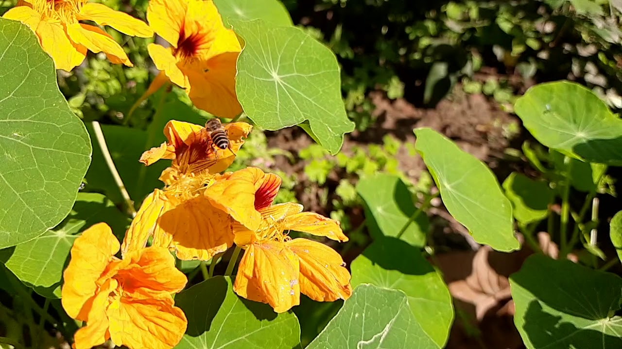 Super slow motion video shot with samsung galaxy m30