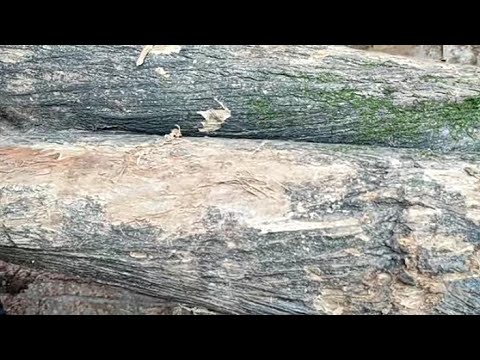 this big log pattern no doubt. sawmill