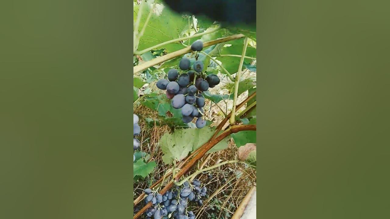 Виноград Юпітер, черенки безкоштовно. - YouTube
