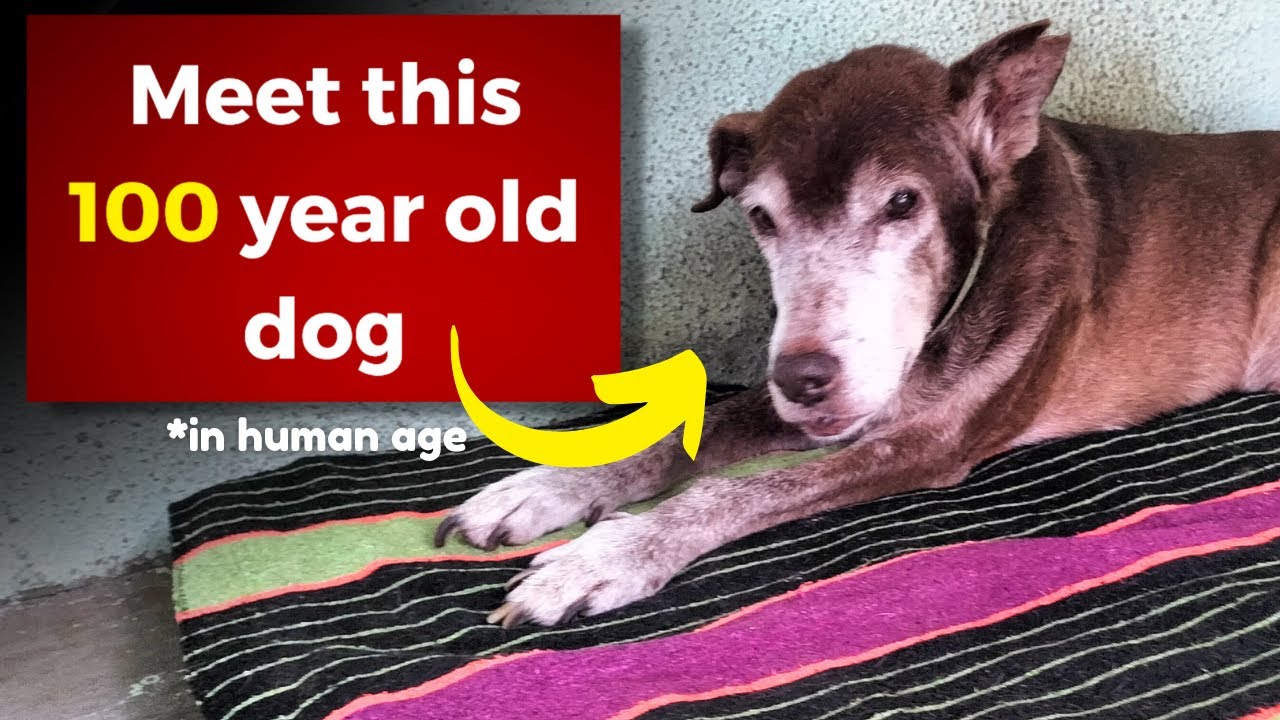 100 Year Old Dog