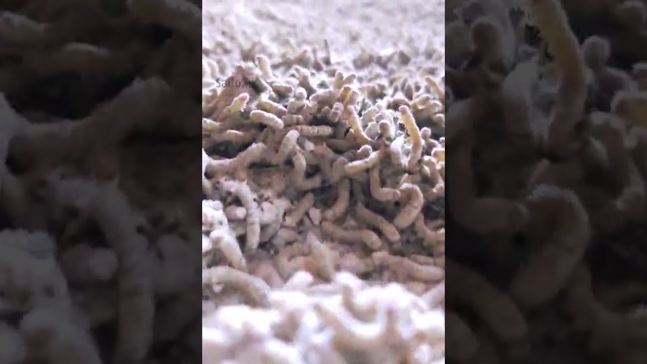 sericulture silkworms Silk Worm Mulberry Cultivation #shorts - YouTube