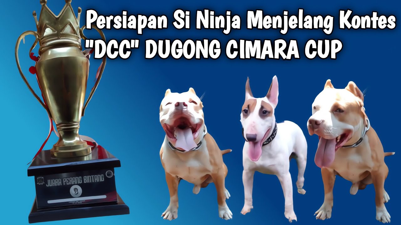 Persiapan Ninja Kembali Mengikuti Kontes Ketangkasan Anjing Pemburu ...