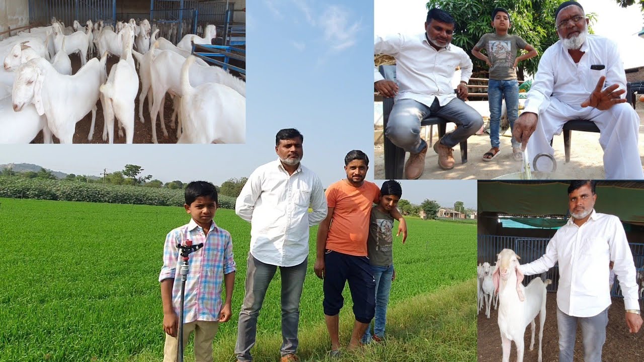 Super Quality Sojat Goats At Super Farms Gujarat | Feeding System Heavy ...