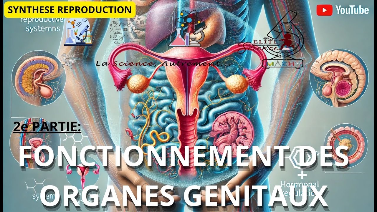 (TS/SVT)📽SYNTHESE REPRODUCTION🔬#2: Fonctionnement et Régulation des Organes Génitaux 🦴🧠 - YouTube