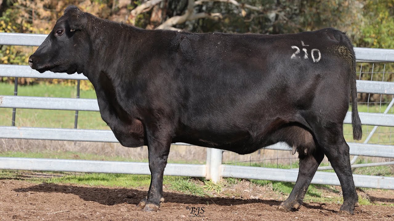 Lot 12 NAQL210 Prime Angus 2023 - YouTube