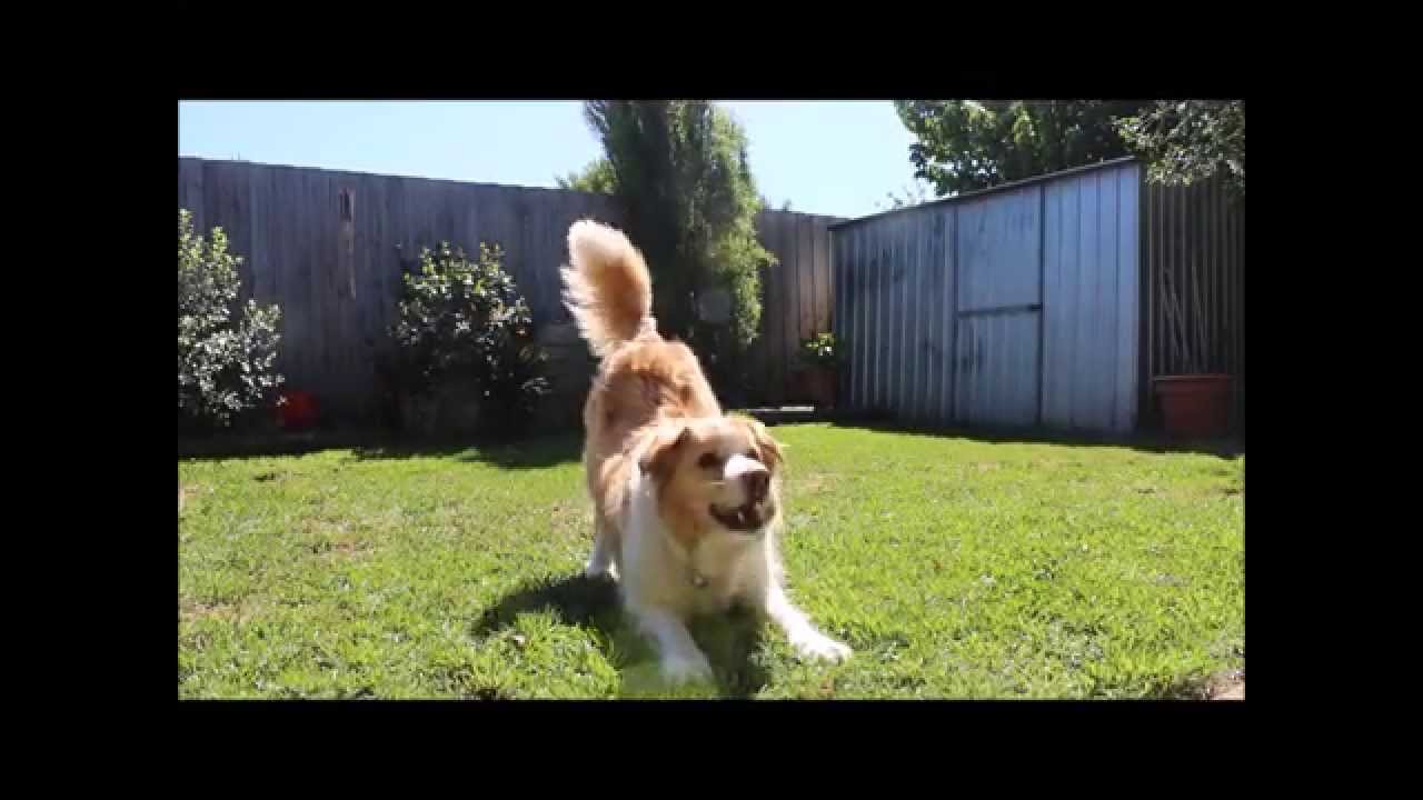 Rusty the Border Collie Tricks 2015 - YouTube