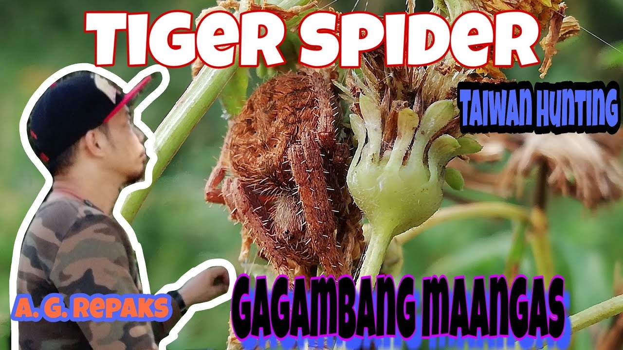 Napakaangas na gagambang tigre (Orange Tiger Spider) TAIWAN HUNTING ...