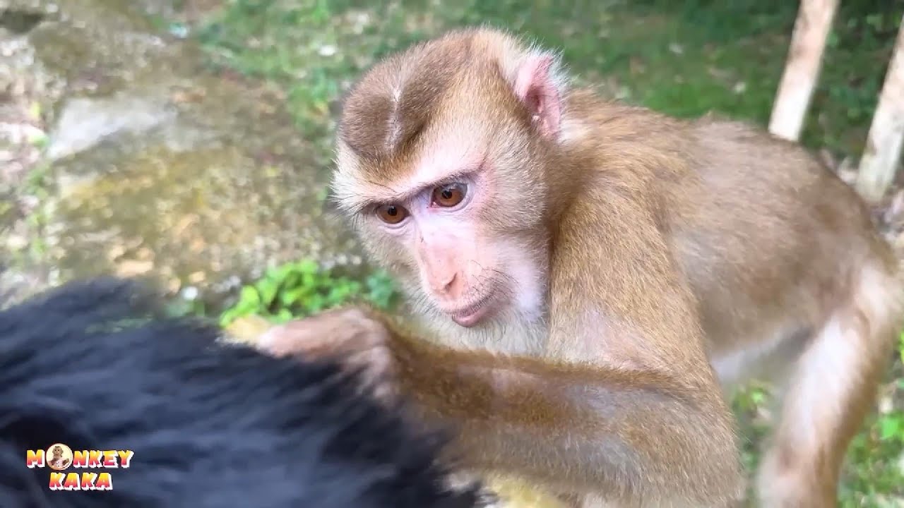 Monkey Kaka's eyes are beautiful, filled with love. - YouTube