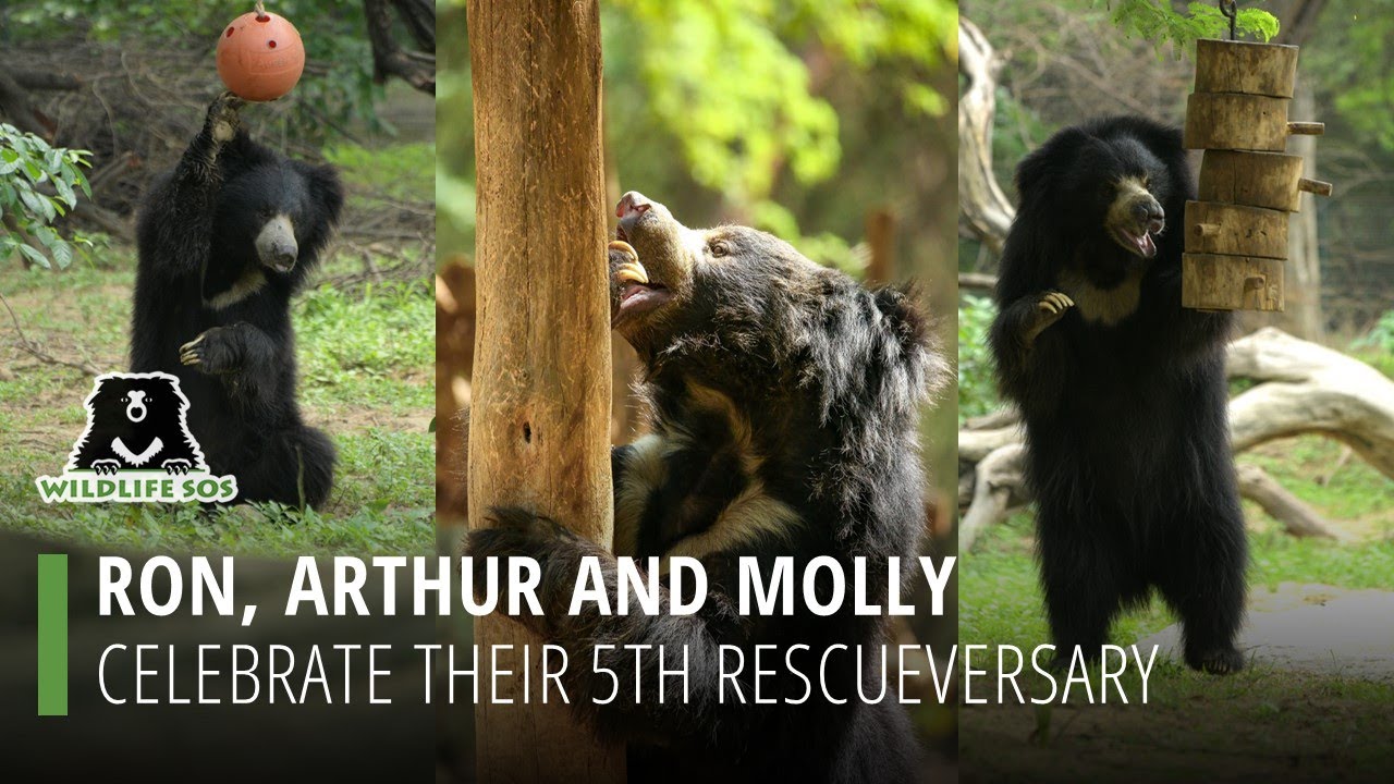 Ron, Arthur And Molly Celebrate Their 5th Rescueversary! - YouTube