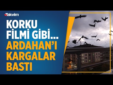 Ardahan’da karga sürüleri şehrin üzerini yeniden kara bulut gibi kapladı