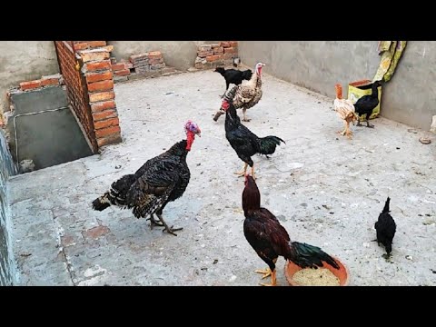 My Setup Veiw turkey birds Aseel murga - YouTube