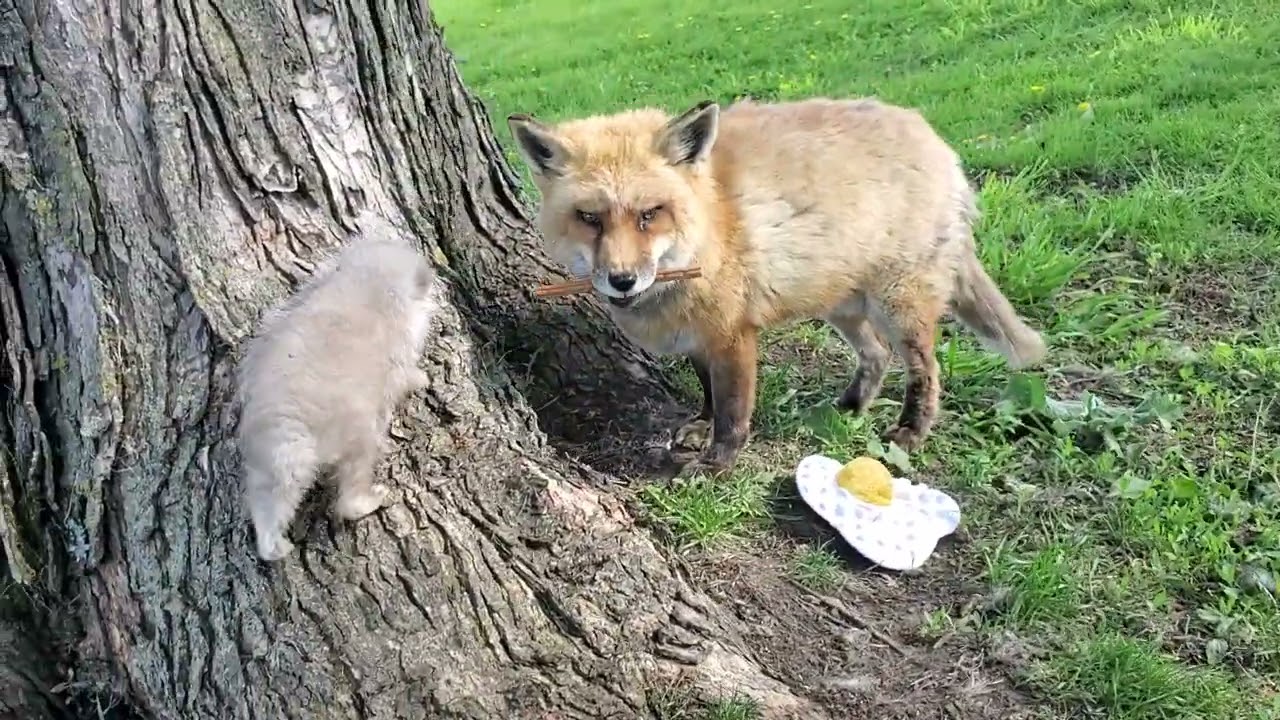 Finnegan Fox tries to share his treat with the fox pup 🦊🦴 - YouTube