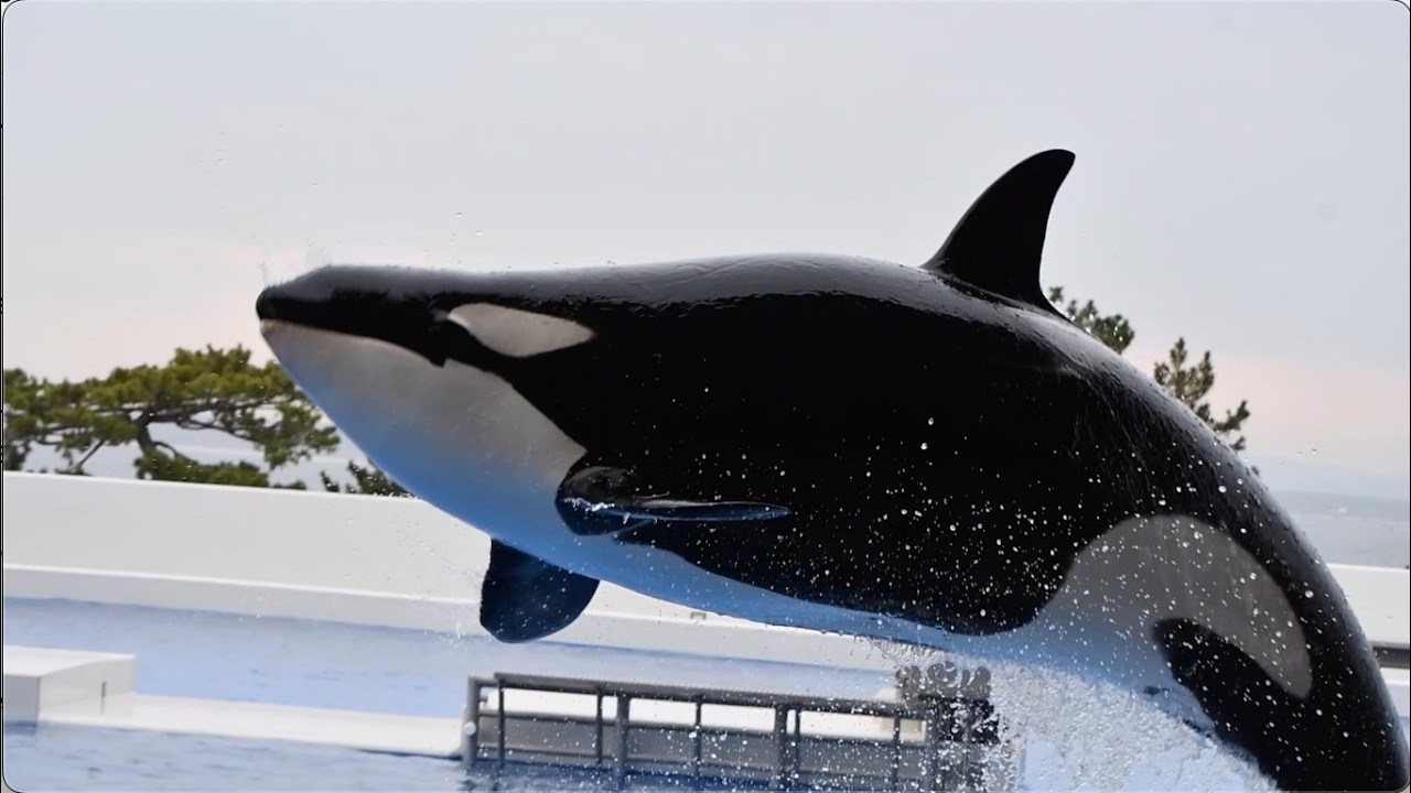 Orca Performance - Kobe Suma SeaWorld - March 8, 2025 - YouTube
