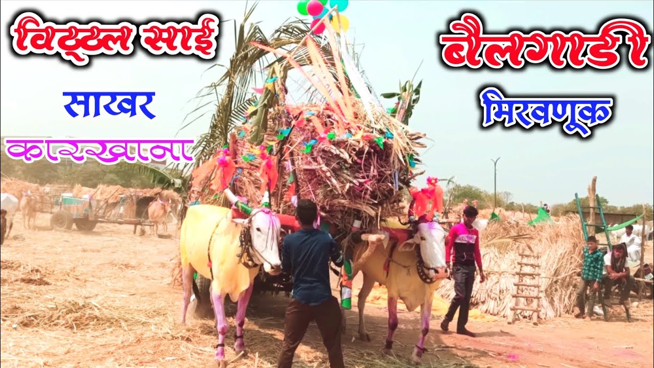 Bailgadi Best Video Patlancha Bailgada | bailgadi miravnuk | Hanumant ...