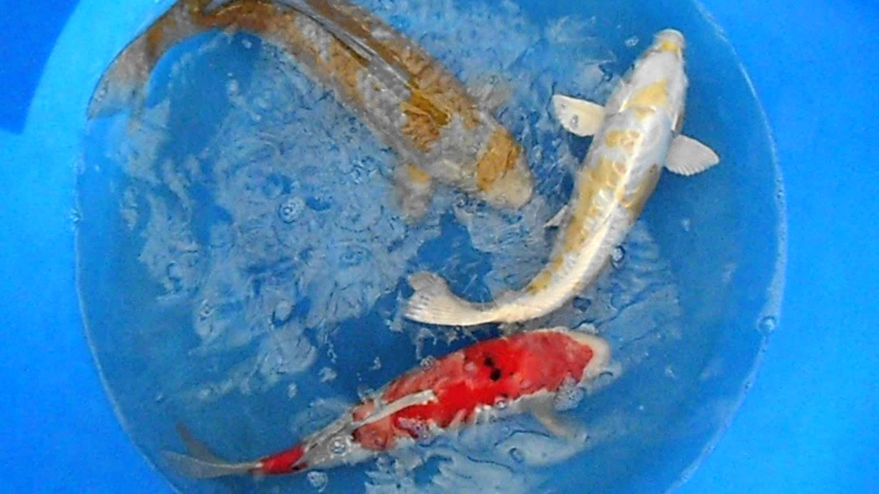 Himitsu Garden and Pond Sansai Mix Oofuchi - YouTube