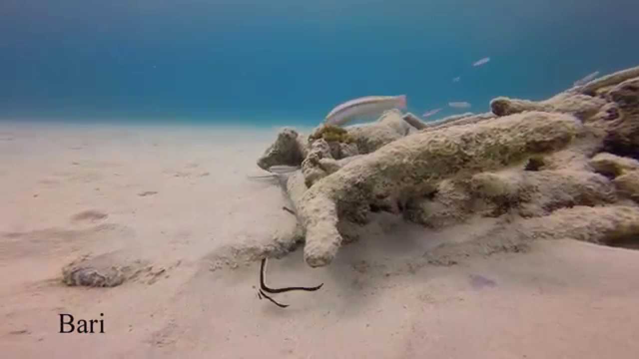 Bonaire: Diver's Paradise. Bari Reef - YouTube