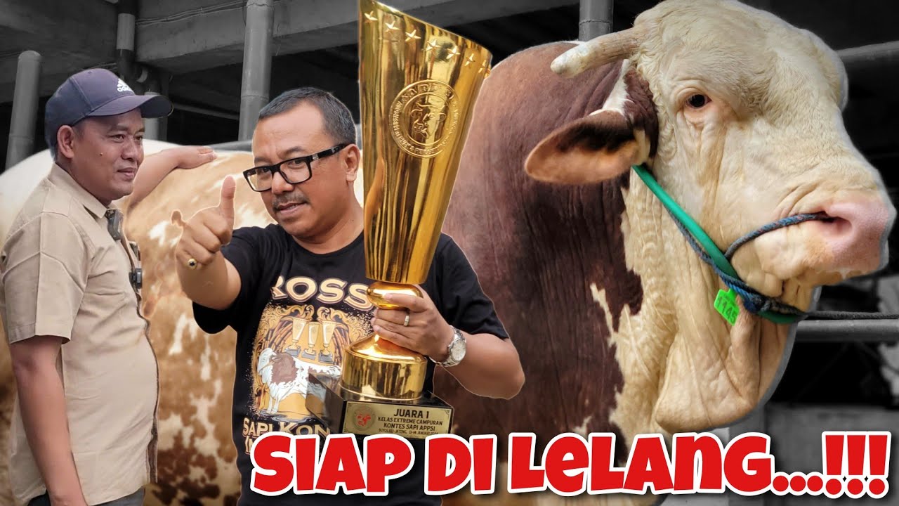 SIAP DILELANG Setelah Pecah Rekor Juara 3 Kali Berturut, Akankah ROSSI ...
