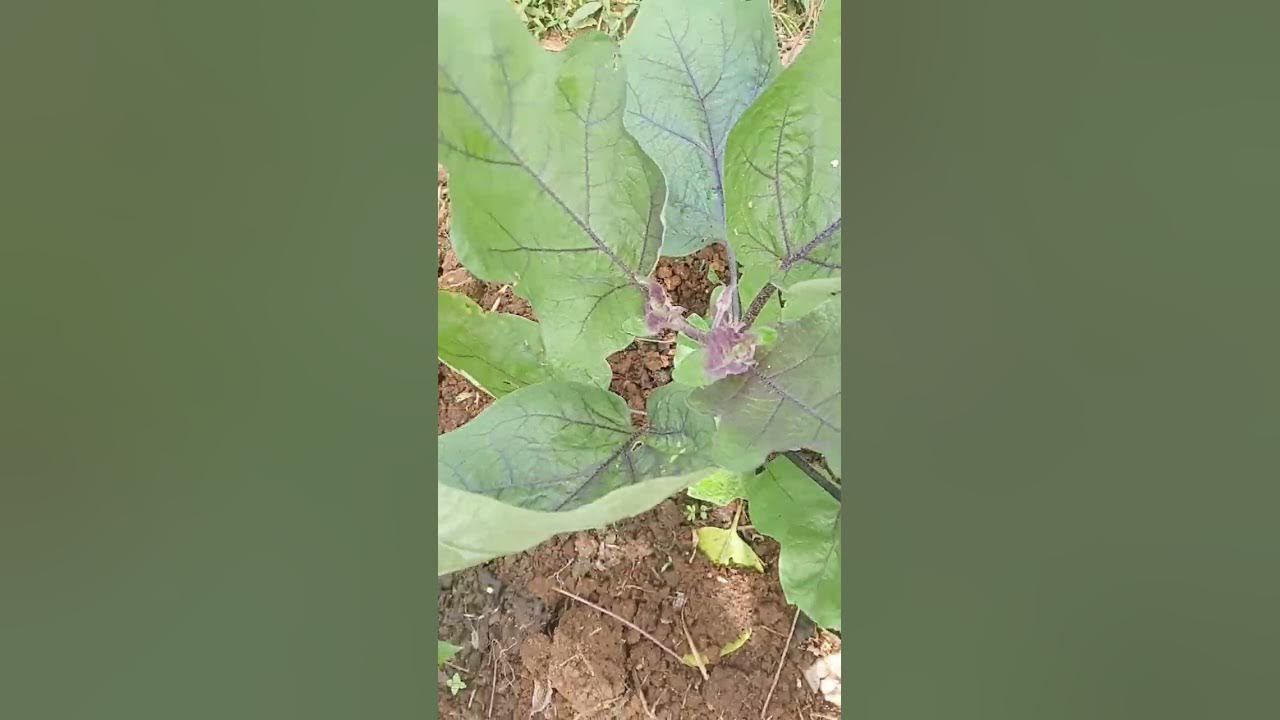 Talong tanim sa bakuran😮😮 - YouTube