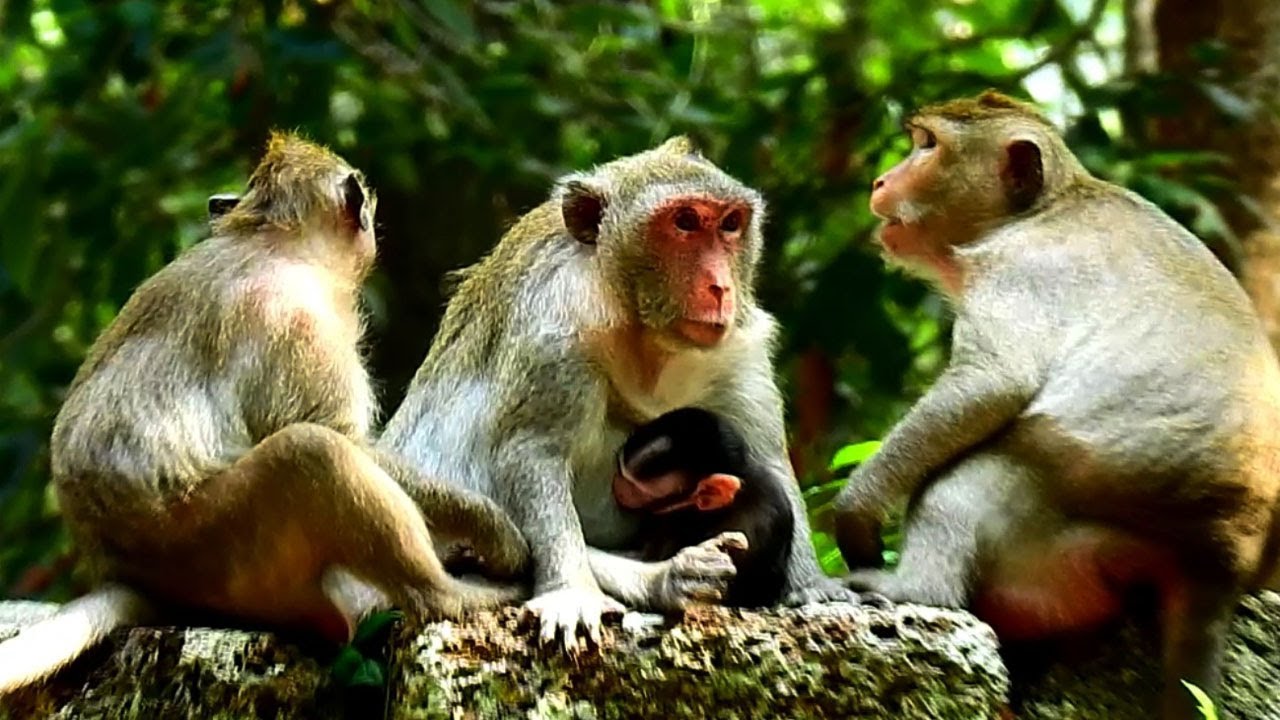 Wow Most lovely Jane's baby monkey is playing with her sister Jazzy ...