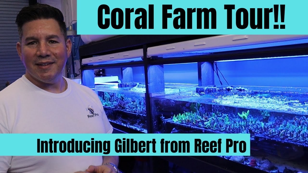 Coral Farm Tour! Behind the Scenes at Reef Pro's coral farm - YouTube