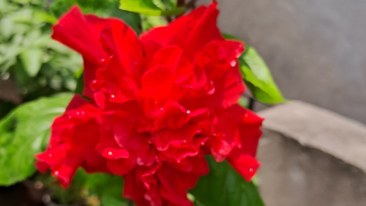 Double peteloid china Rose( gudhel) care tips#koyalplants 💖💖 - YouTube