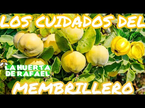 Los cuidados del membrillero (ARBOL DE MEMBRILLO)|•|[Cydonia oblonga ...