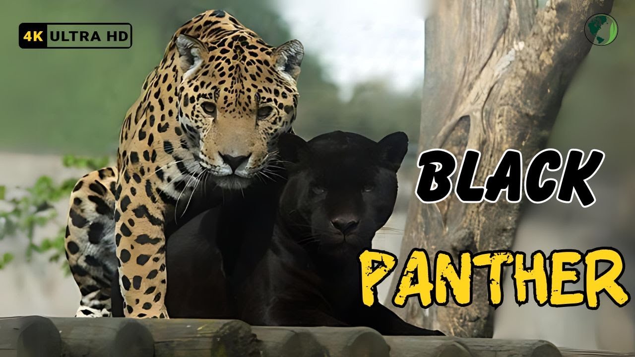 Panthers: The Real Black Panther You Didn't Know Existed - YouTube