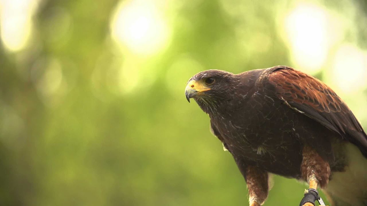 These Modern Dinosaurs Are the Subjects of The Hawk's Way - YouTube