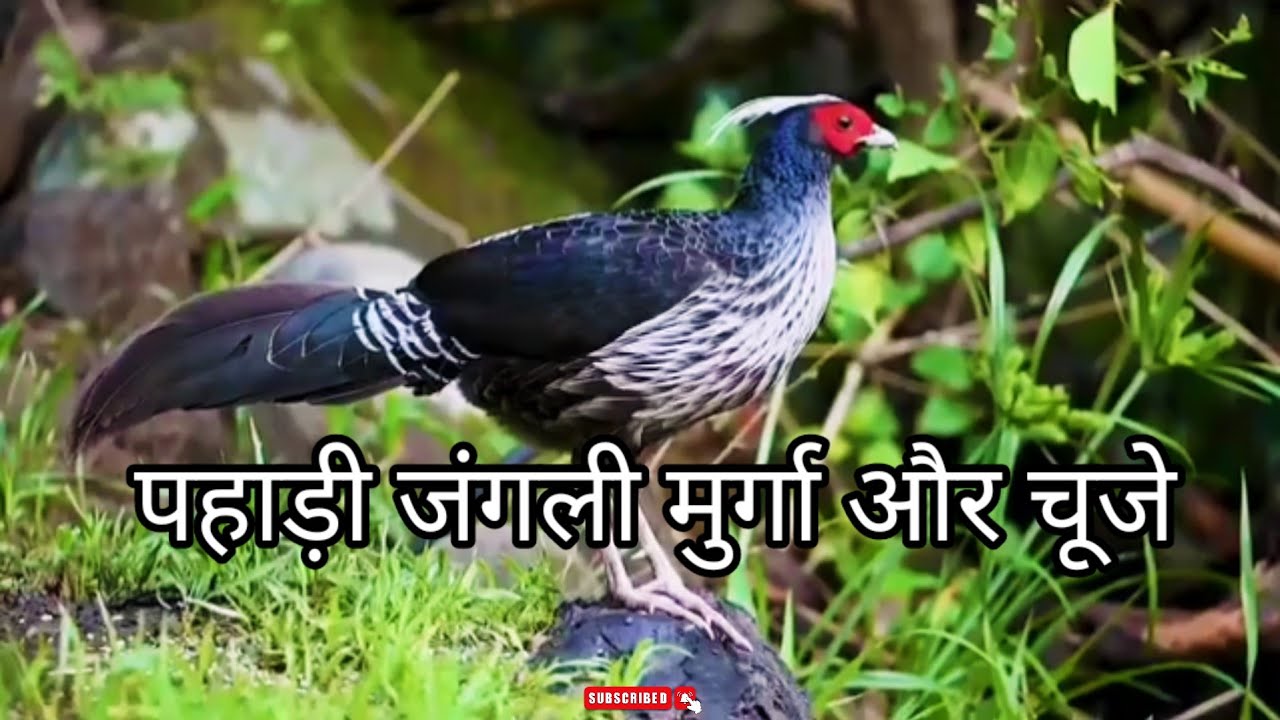 #animallover पहाड़ीजंगली मुर्गा और चूजे || #mountain wild #hen and # ...