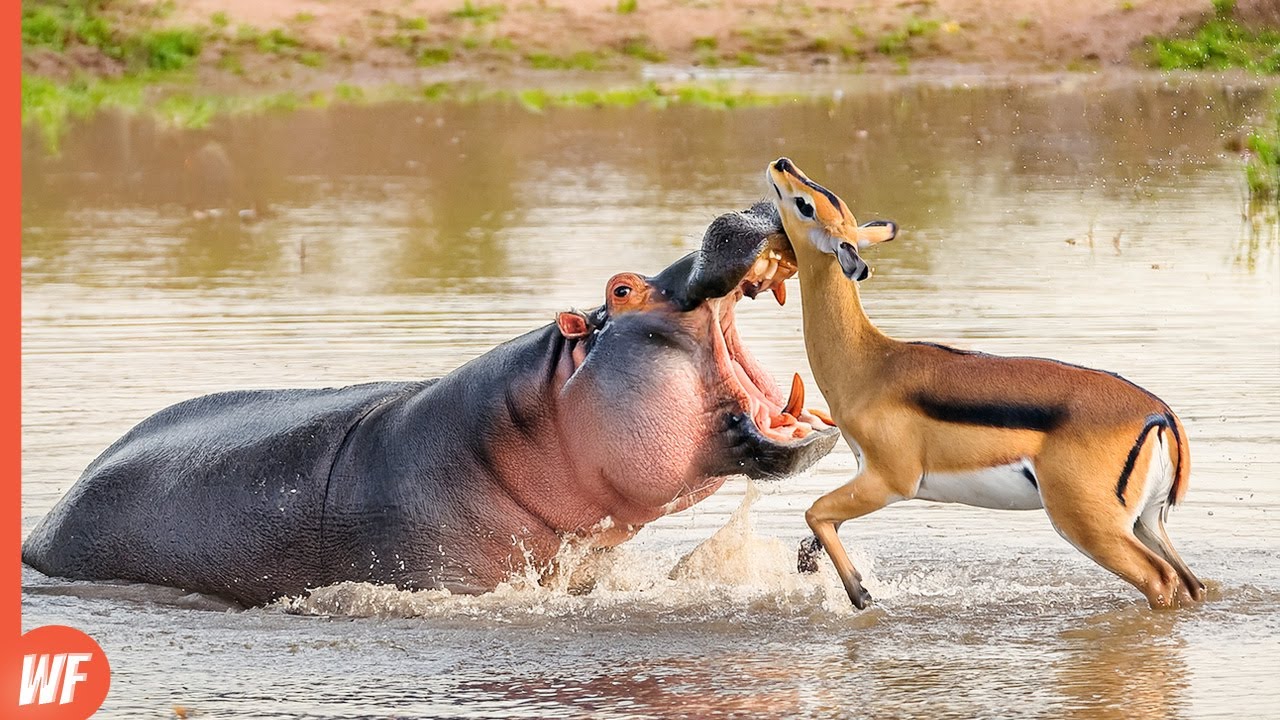 14 Best Hippo Attacks Caught On Camera - YouTube