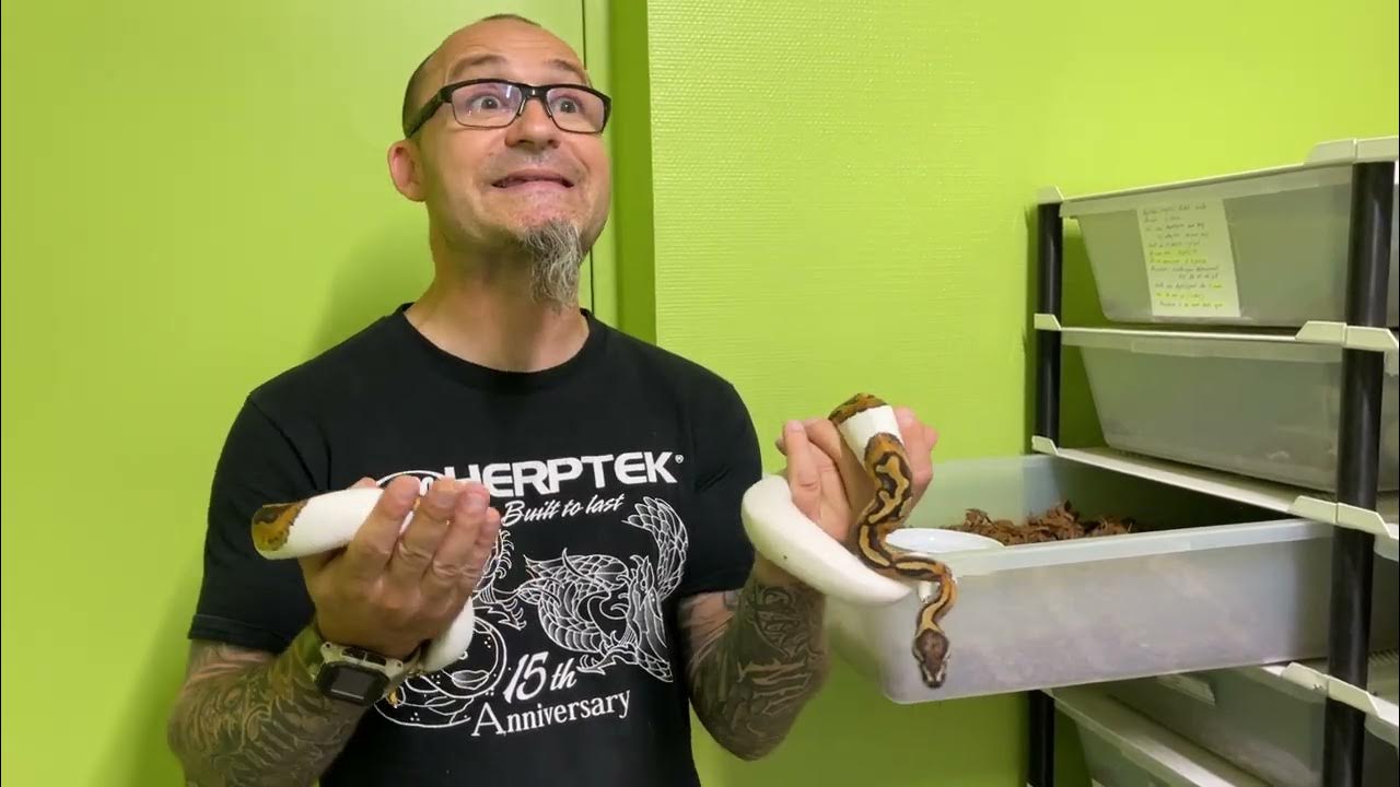 Présentation d'une mutation iconique de Python regius - YouTube