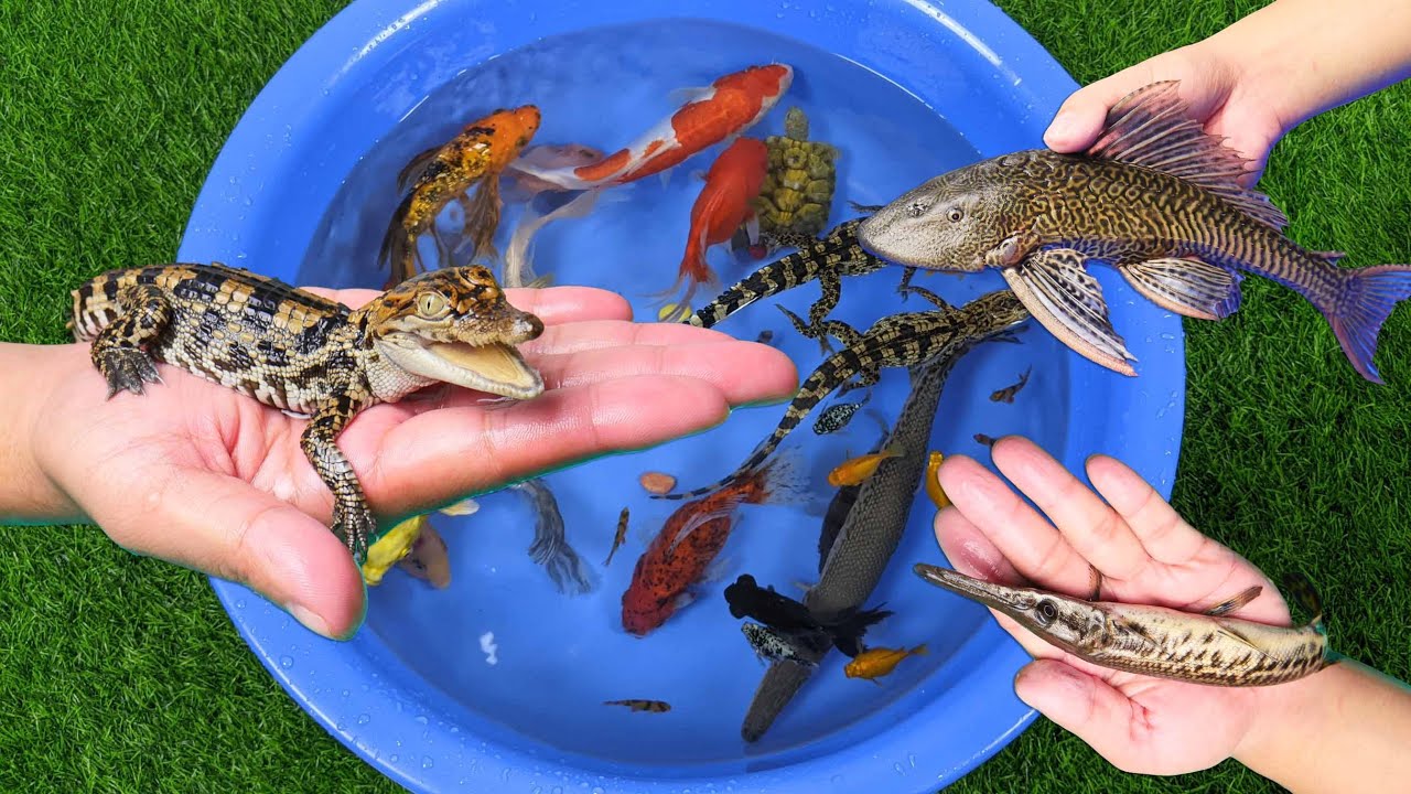 Amazing Hand Catching Crocodiles | Tiger Fish Betta Ping Pong Duck Gold ...