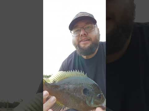 What?!? High sticking a 7ft rod.. #fishingrod #bluegillfishing # ...