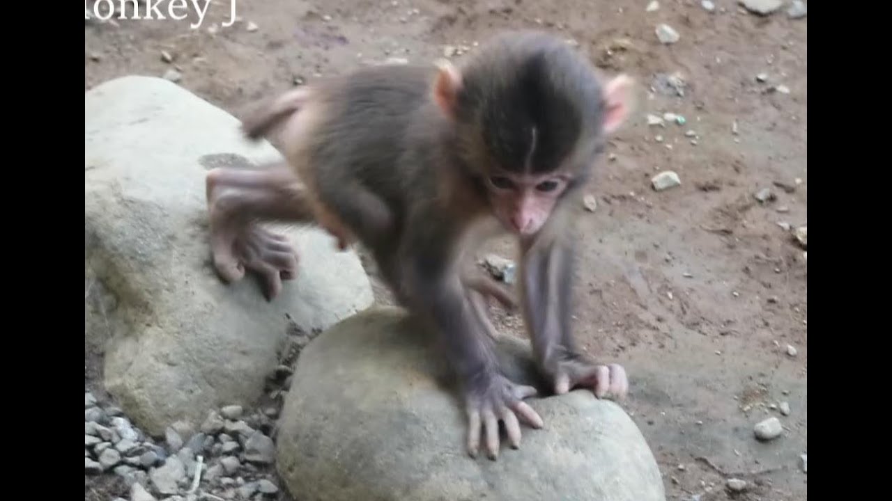 Baby monkey walking on big stones - YouTube