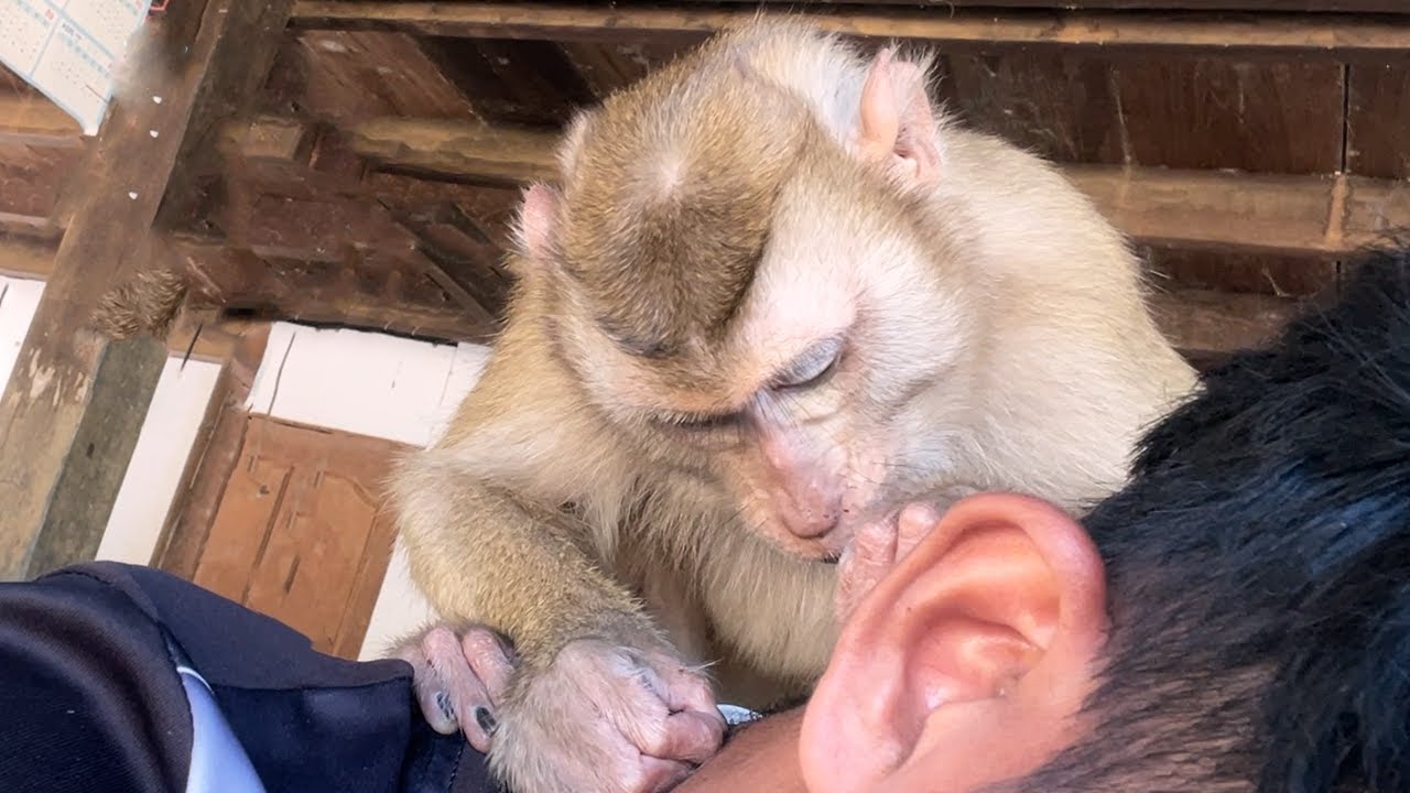 Grooming For Me| Baby Monkey Nursing Hair Me - YouTube