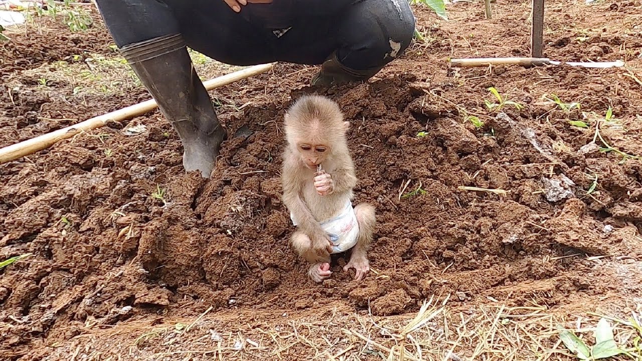 Monkey Ricky found out deep in the garden - YouTube