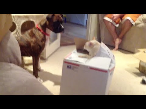 Animal Pranksters: Compilation - YouTube