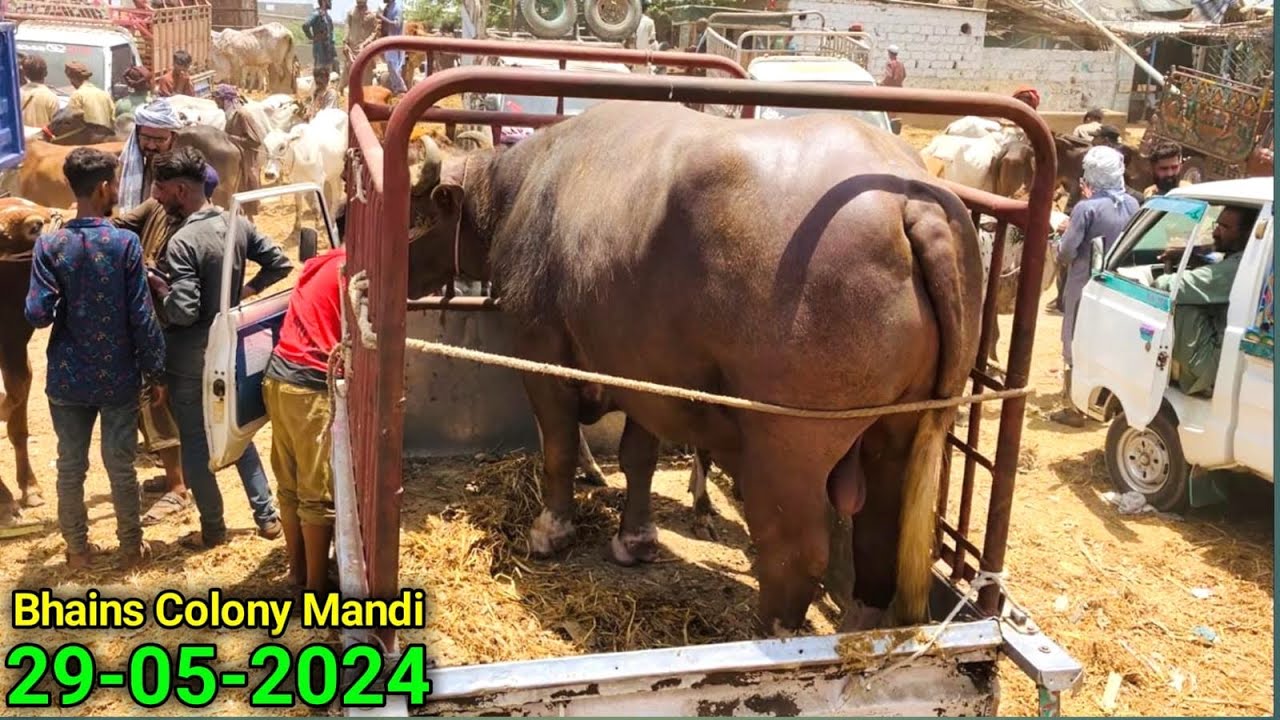 Bhains Colony Mandi Before Qurbani Rates Update 29-05-2024 | Cattle ...