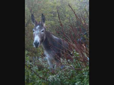 the donkey song - YouTube
