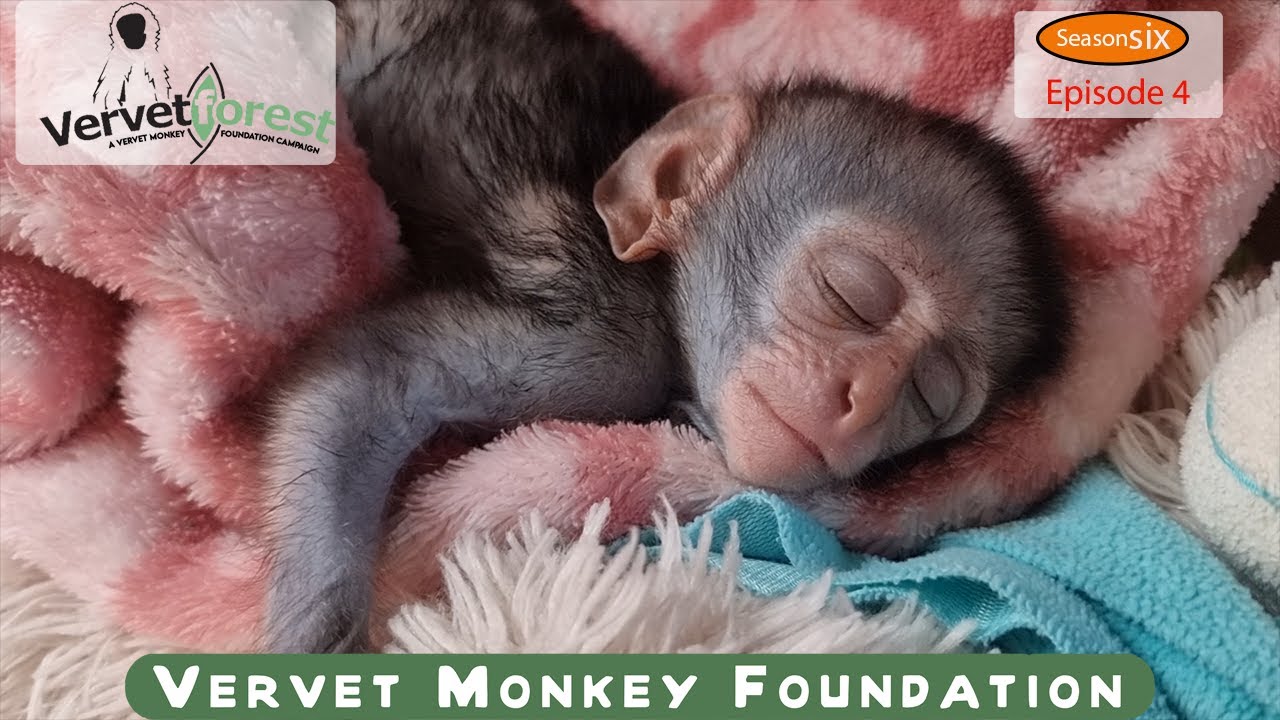 Join us on our travel to collect baby orphan monkey no 5, Shallan ...