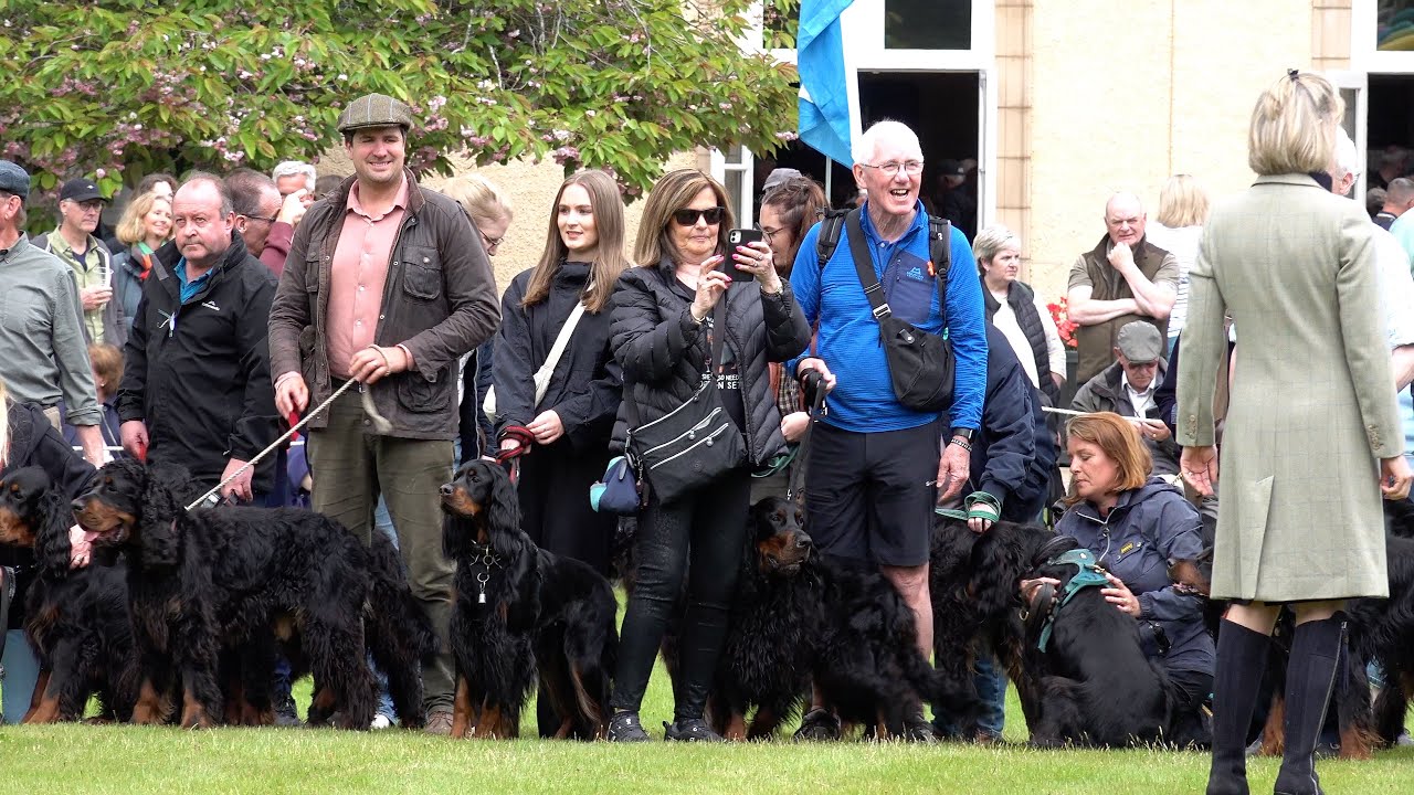 Gordon Setter Dogs Gathering at their breed home during 2024 Gordon ...