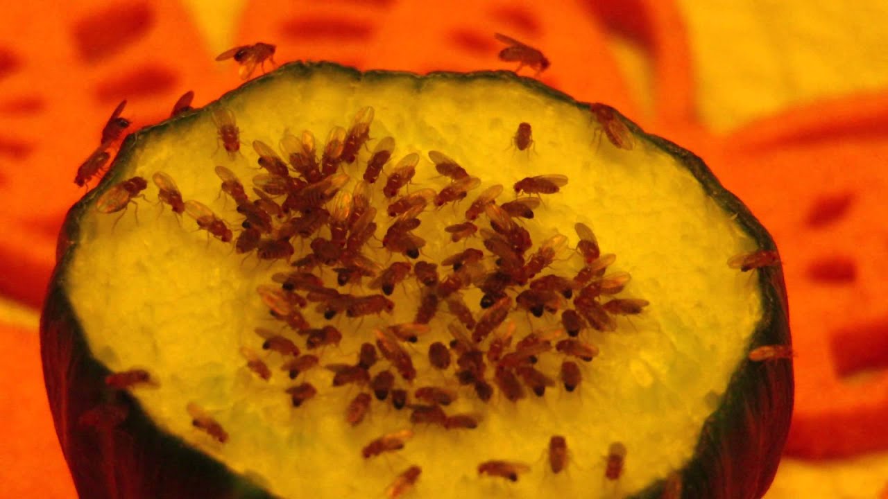 Fruit fly activities on a slice of cucumber (take #3) - YouTube