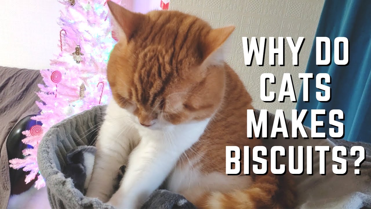 3 Reasons Why Cats Knead/Make Biscuits - YouTube