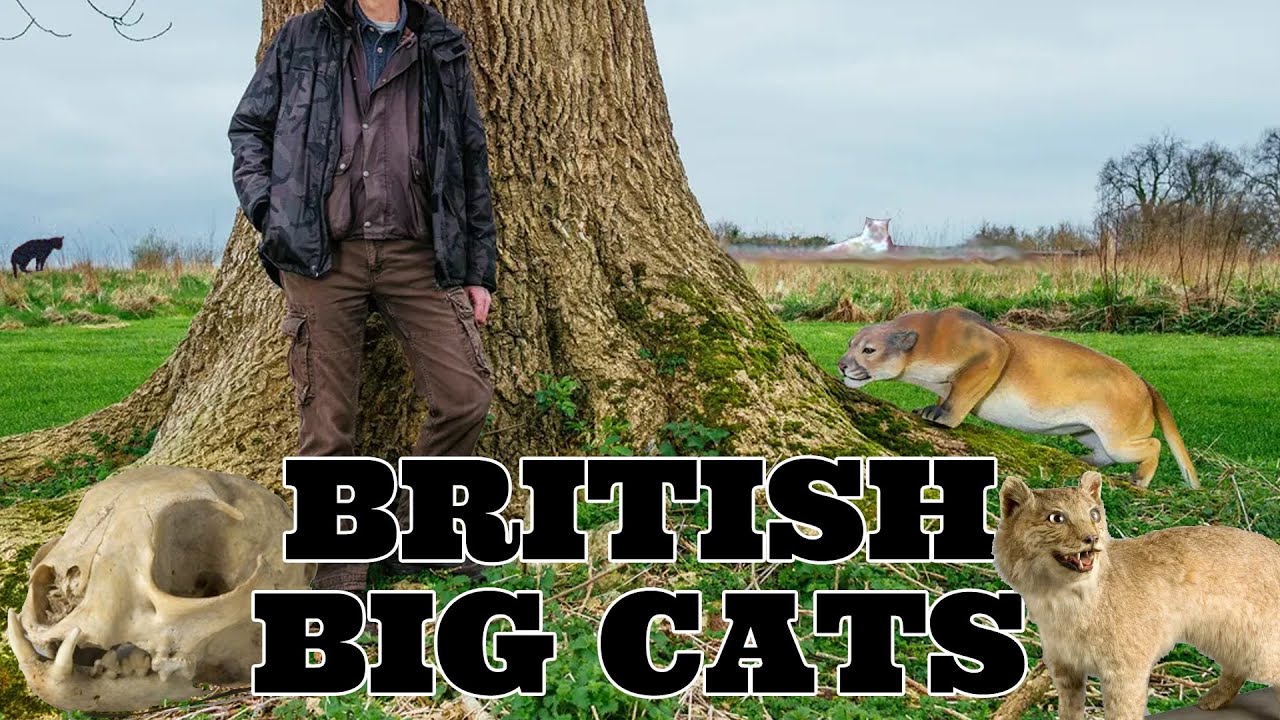 Are There Really BRITISH BIG CATS? - Conspiracy 101 - YouTube
