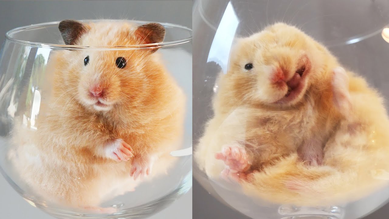 Synchronized Hamsters | Chubby Twin Babies - YouTube