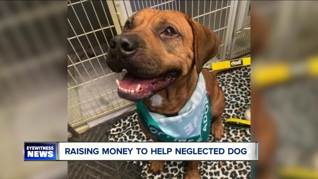 Niagara SPCA raising funds for surgery to help shelter dog - YouTube